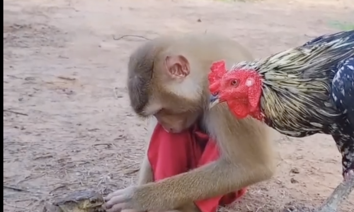 Una rana, un mono y un gallo protagonizan el vídeo del día