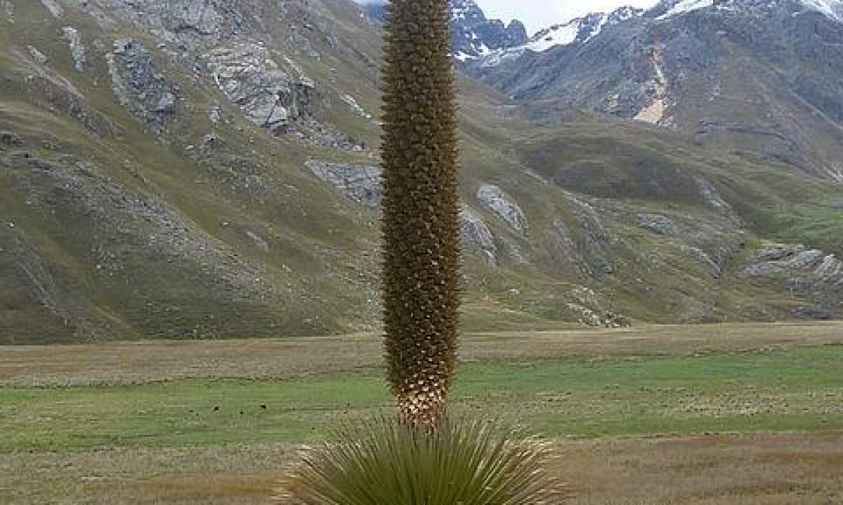 Esta es la planta que tarda 100 años en florecer: se encuentra en ...