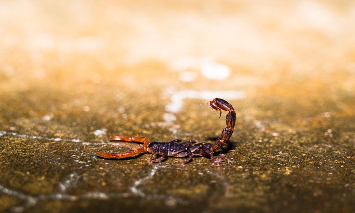 Invasión de escorpiones en Río de Janeiro