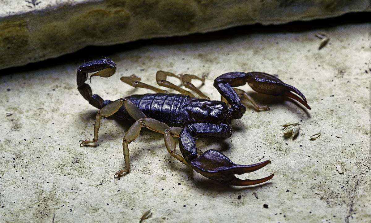 Estos son los siete tipos de escorpiones españoles y sus lugares para ...