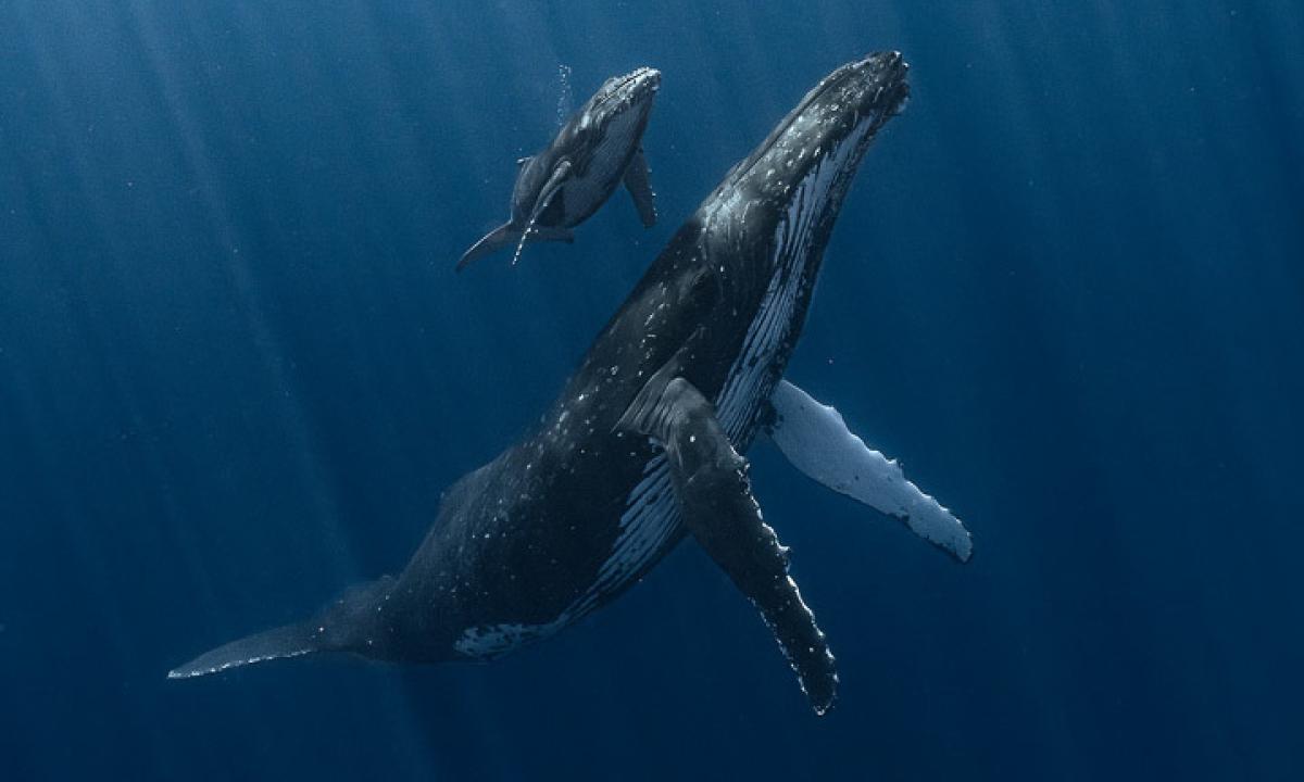 Un español es nombrado Fotógrafo Subacuático del Año por una impactante ...