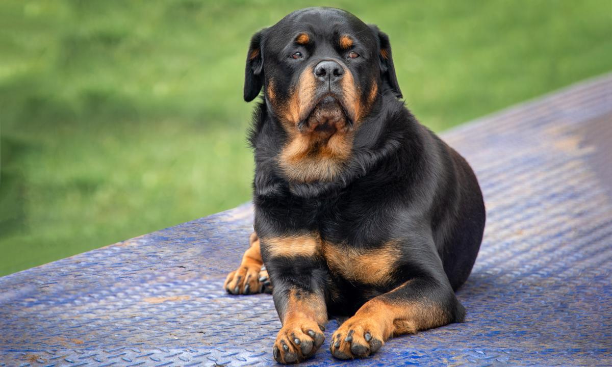 Ni China ni Vietnam: este país europeo permite comer carne de perro y ...