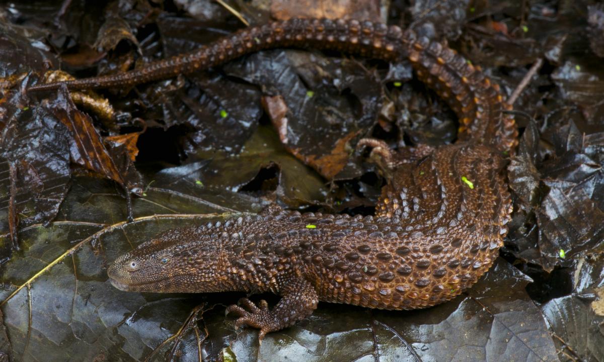 El mini-dragón difícil de observar que desafía a los científicos con su ...