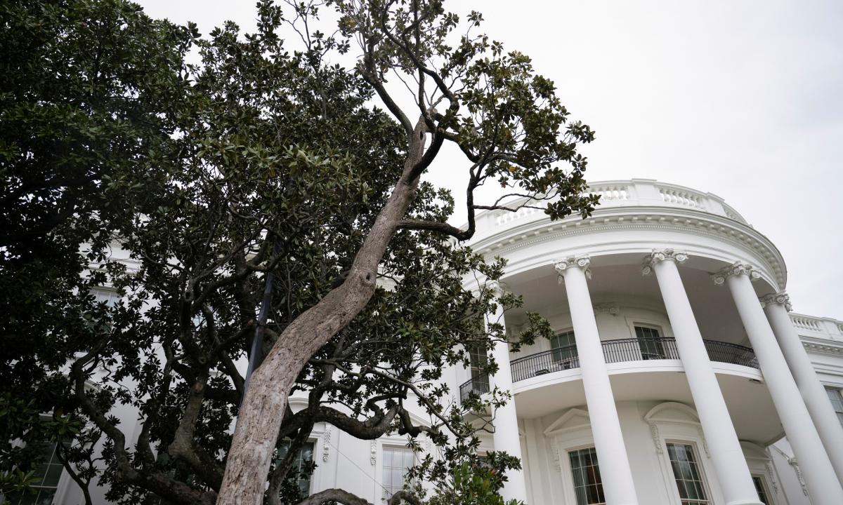 Trump tala uno de los árboles más antiguos de la Casa Blanca y planta ...