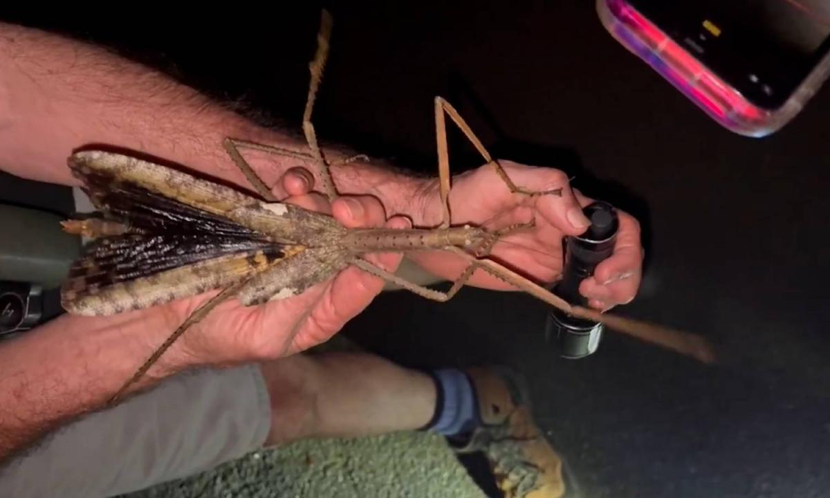 Un grupo de científicos sigue la pista de una foto en una selva remota ...
