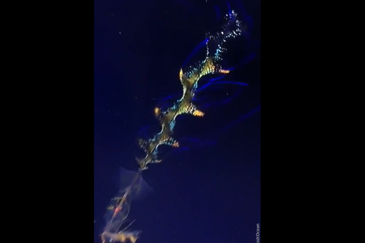 Fotografían por primera vez al calamar de otro planeta a 4.000 metros ...