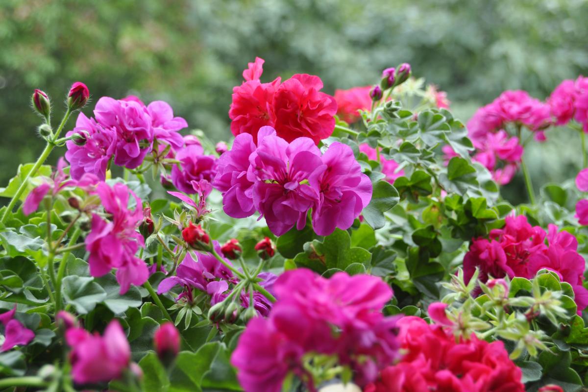 Adiós a los geranios: la planta de colores preciosos que florece ...
