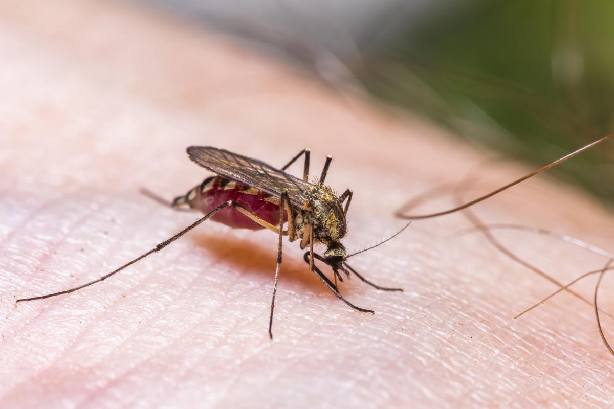 Alerta por mosquitos tigre y virus del Nilo en España: Riesgo creciente ...