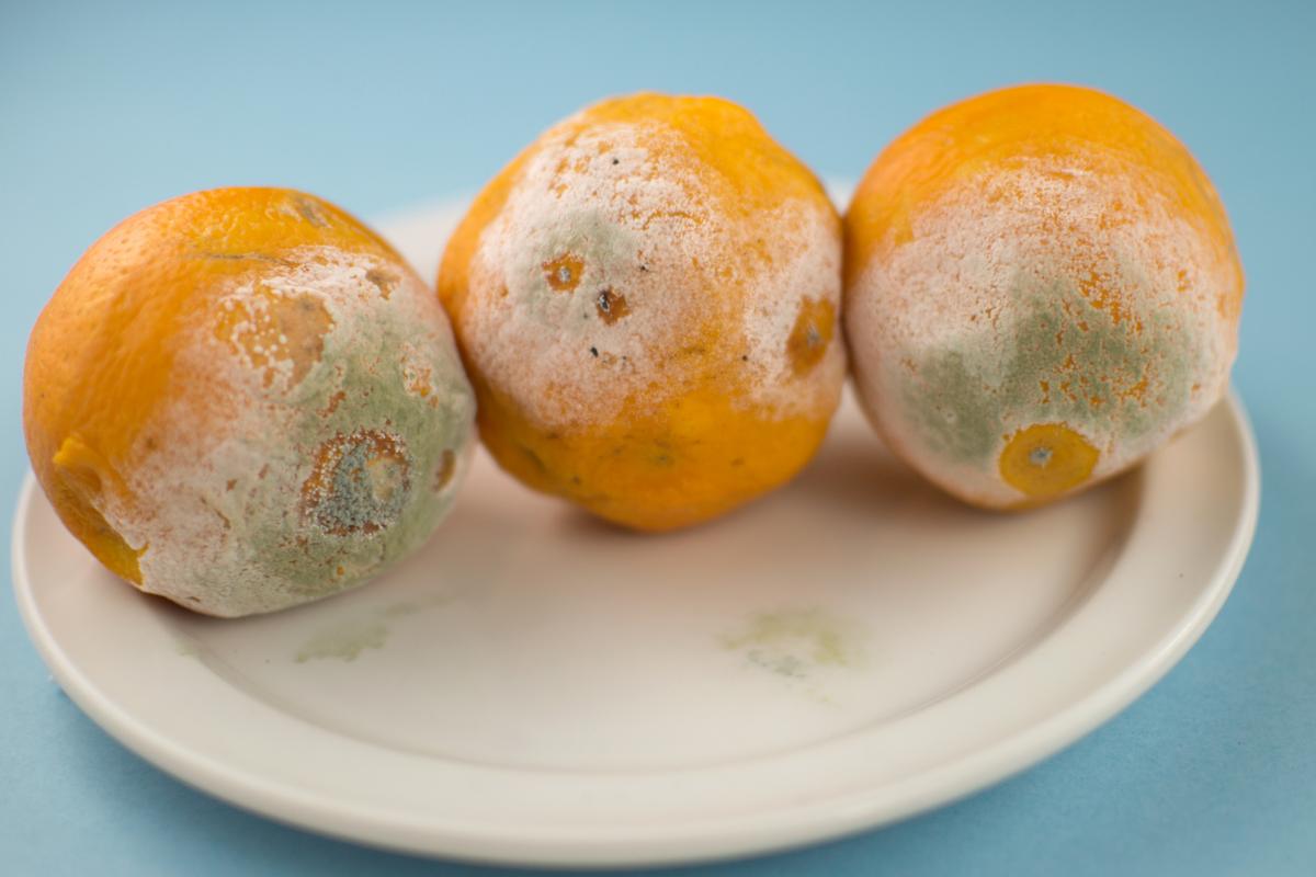 Moho en Frutas y Verduras: Qué Puedes Salvar Según una Viróloga | Guía ...