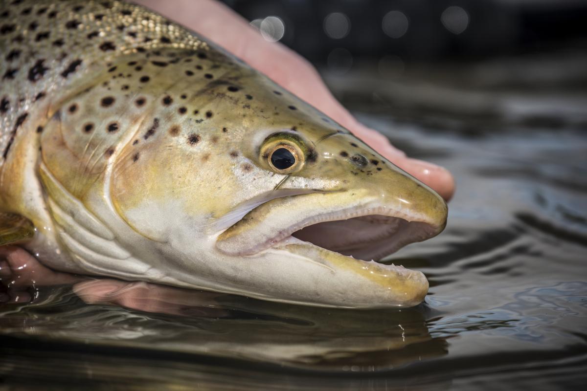 Trucha Gigante en Nueva Zelanda: Récord Mundial de Pesca y Emoción en ...