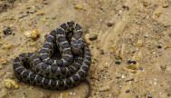 Descubren en Alaska una lombriz serpiente propia de Expediente X con ...