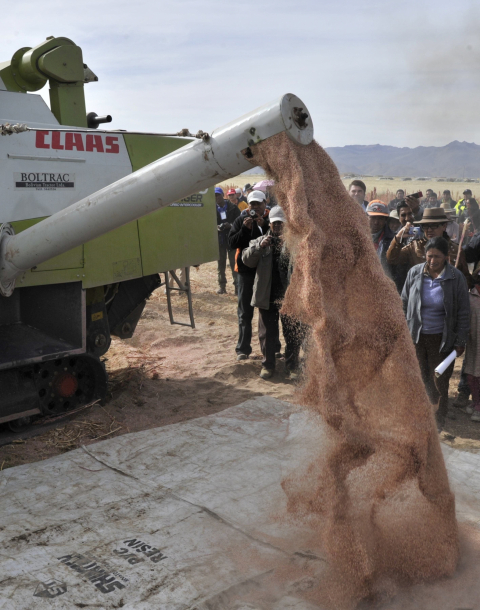 ¿Qué es la quinoa? Claves para que quienes la coman la comprendan