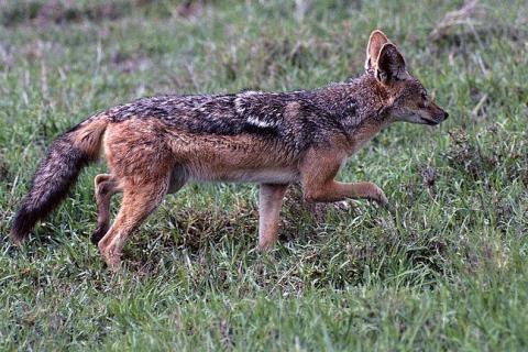El chacal de los Balcanes se pasea por España