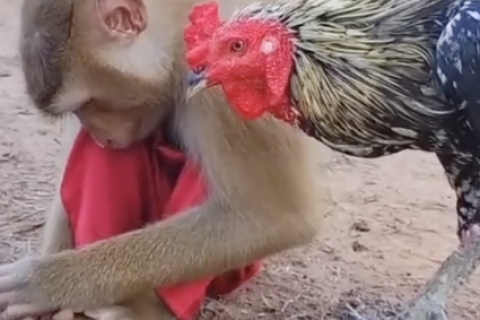 Una rana, un mono y un gallo protagonizan el vídeo del día