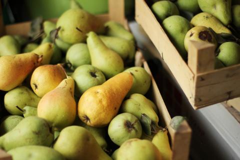 Crece la nueva variedad de pera