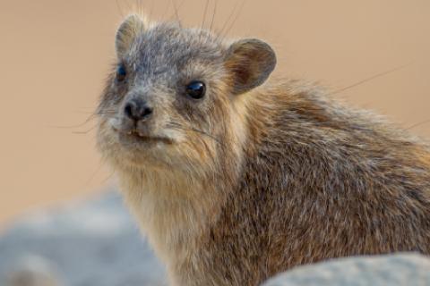 Nace una camada de la desconocida especie que dio el nombre a España