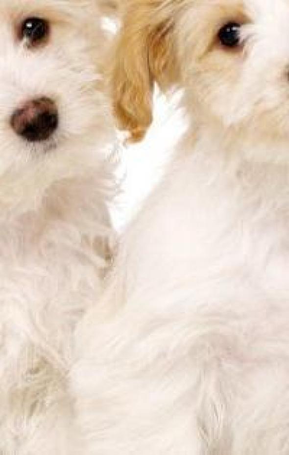 Esta es la raza considerada 'el perro alarma' que surgió del Mediterráneo