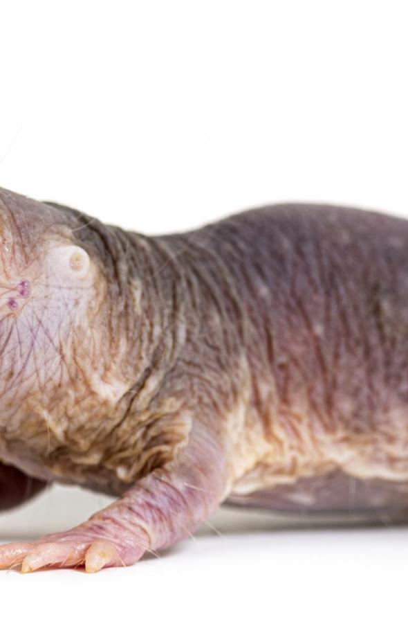 La rata topo desnuda, la potencial clave de la fertilidad femenina