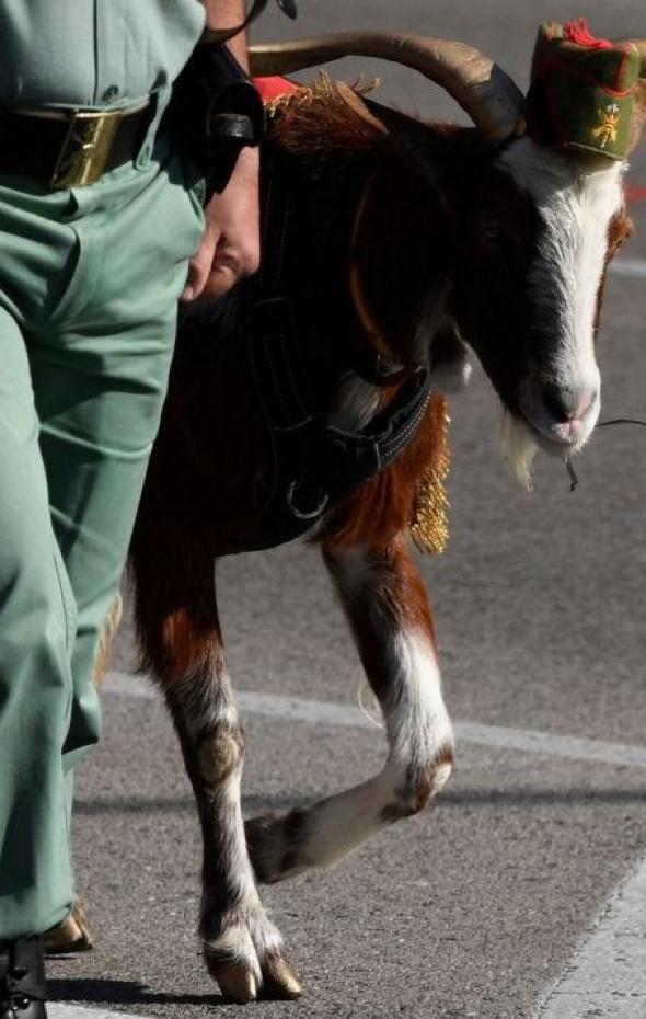 ¿Por qué a la cabra de la Legión no le afecta la Ley de Bienestar Animal?