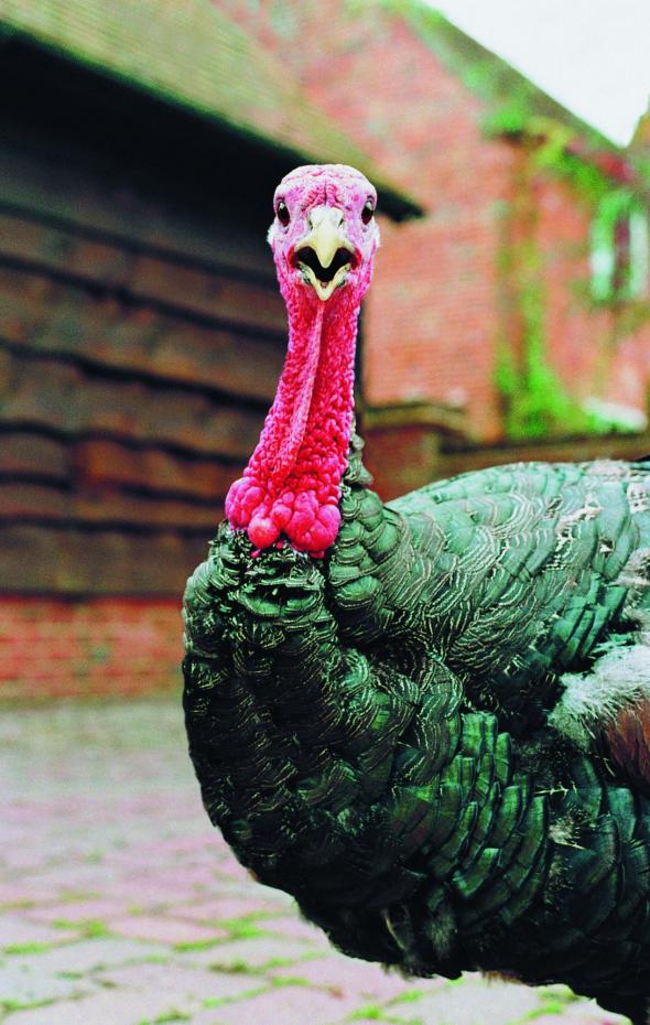 Las granjas optimizadas apuestan por la masturbación de los pavos