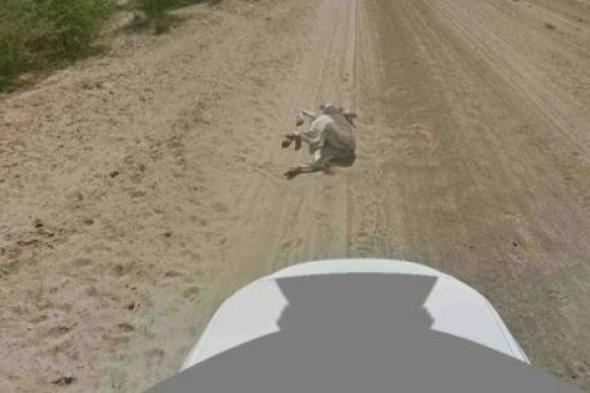 El bulo del burro muerto en Google Street View: la compañía aclara que ...