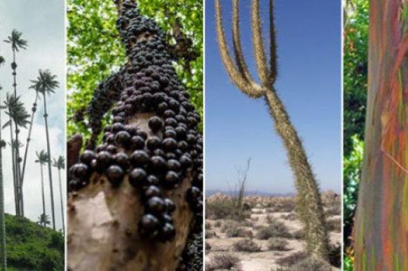 Día de la Tierra: 11 árboles raros que se encuentran por el mundo
