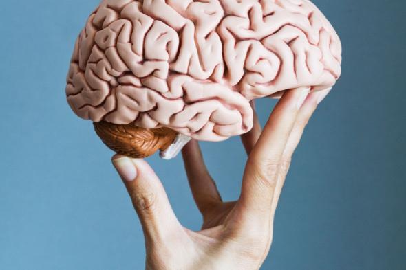 La hazaña del mapa del cerebro de una mosca ayuda a comprender 4 trastornos