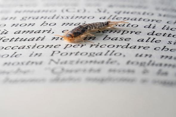 El pececillo de plata te pone en alerta a otros insectos que terminarán ...
