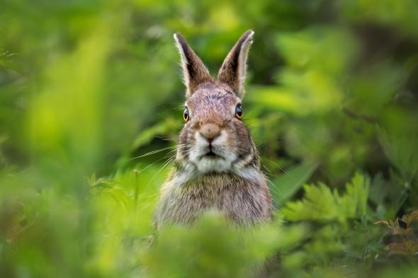 El parque eólico de Valladolid que vuelve carnívoros a los conejos