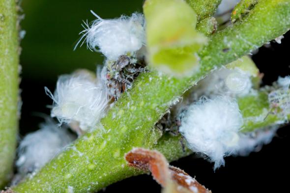 Un estudio confirma presencia de psílido en el fruto seco más caro de ...