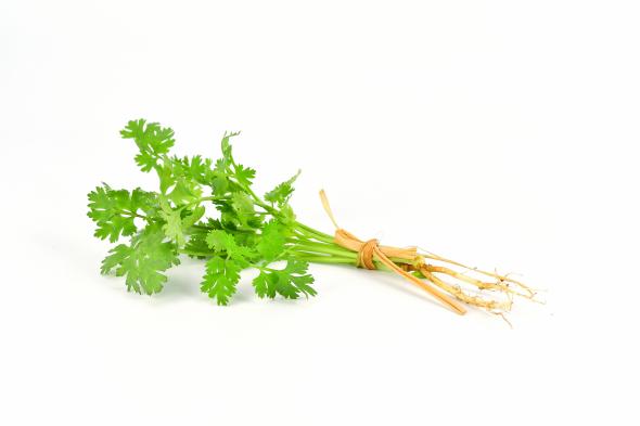 Una biomédica despeja el motivo por el que el cilantro a algunas ...