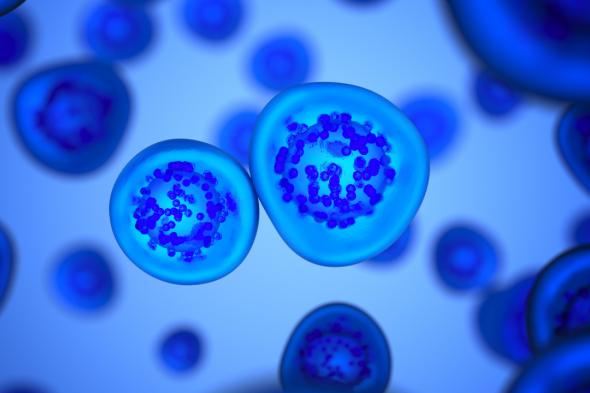 Descubren el arma natural contra las células zombies