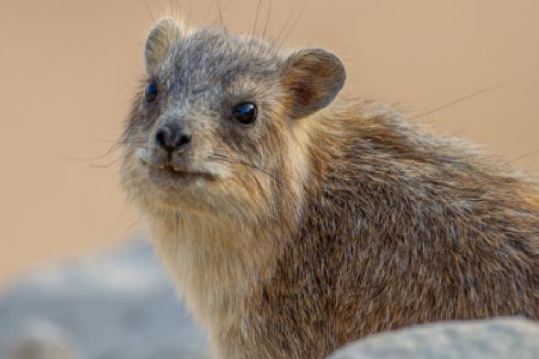 Nace una camada de la desconocida especie que dio el nombre a España