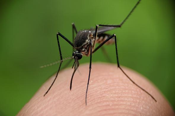 La provincia de Huelva, “desbordada” por una plaga de mosquitos