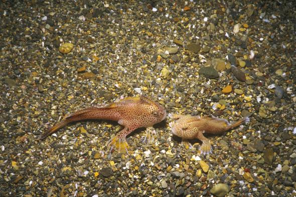 Cuatro especies extinguidas reaparecen en 2023