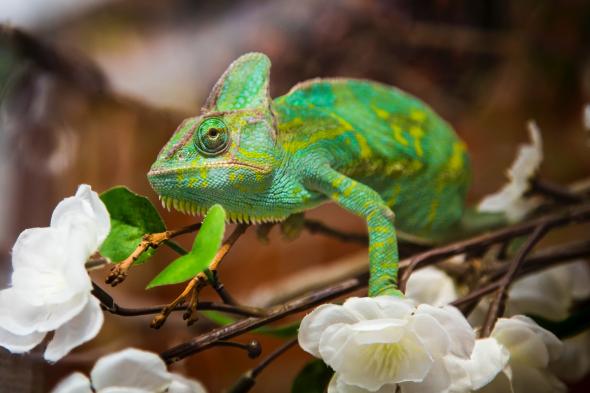 Una especie exótica invasora llega a España
