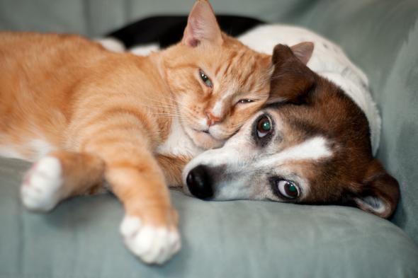 Las razas de perros ideales para convivir con gatos