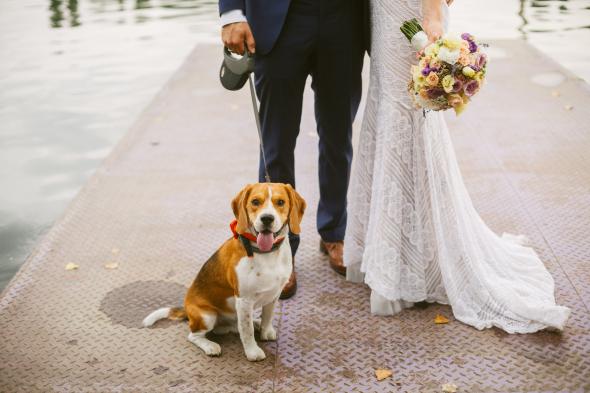 Las condiciones para llevar al perro a una boda con la nueva ley animal