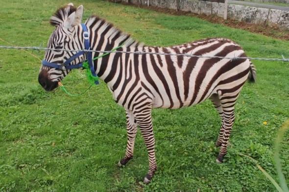 Un gallego paga 10.000€ para crear una nueva especie animal