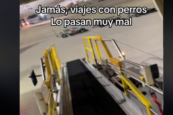 Graban cómo viajan los perros en los aviones y da para pensárselo dos veces