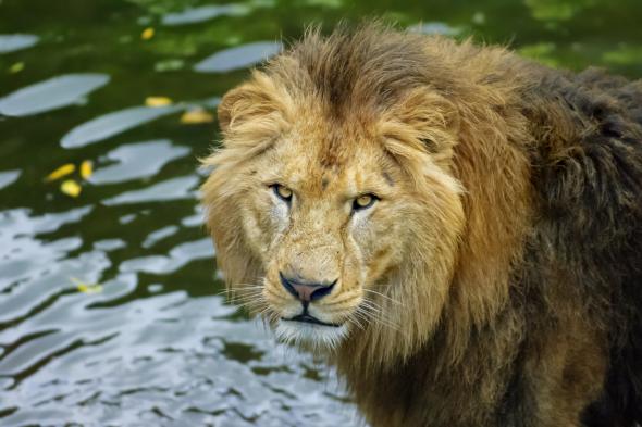 Un animal extinto hace saltar las alarmas en Marruecos