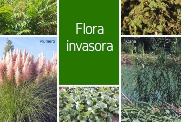 Estas son las especies invasoras más peligrosas de España: qué daño ...