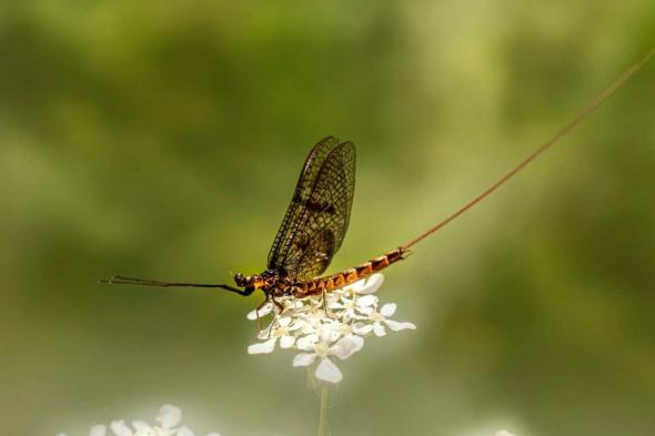 Este es el animal con la esperanza de vida más corta del mundo: ni dos ...