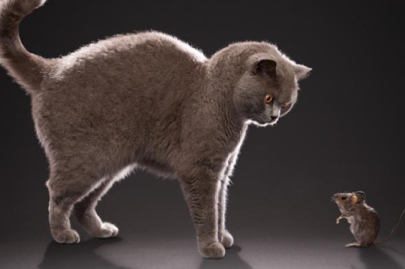 El motivo por el que los gatos cazan ratones