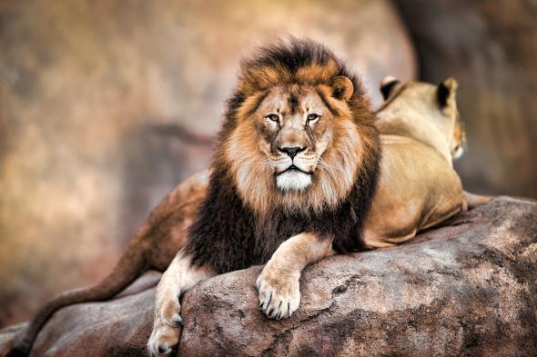 Este es el león más grande del mundo: sus medidas están envueltas en el ...