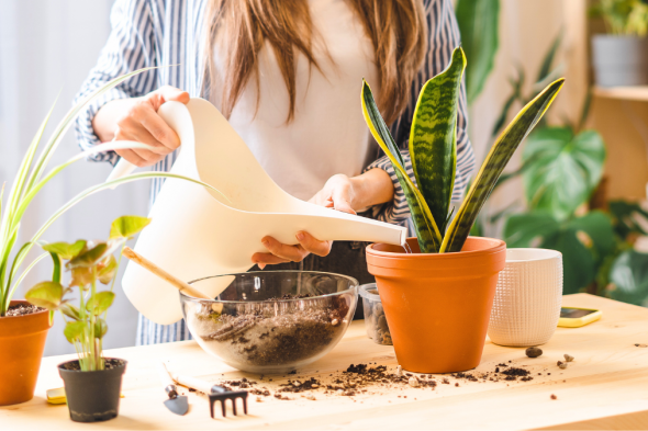 Trucos para que no se mueran las plantas en casa