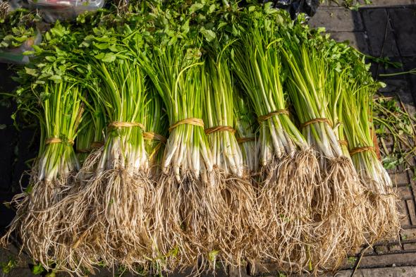 Esta es la verdura más saludable del mundo: apenas se ve en cocinas ...