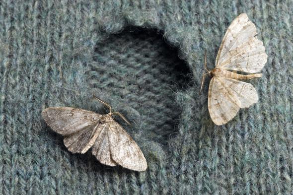 Qué es la motefobia, el miedo a las polillas, y cómo combatirlo