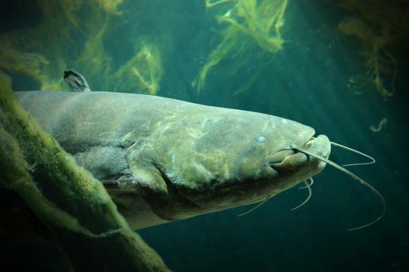 Un embalse se seca y aparecen miles de monstruos de río