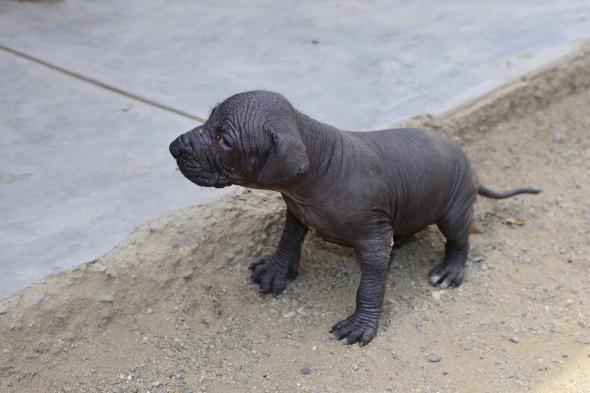 Esta es la esperanza de vida de la raza de perro más rara del mundo